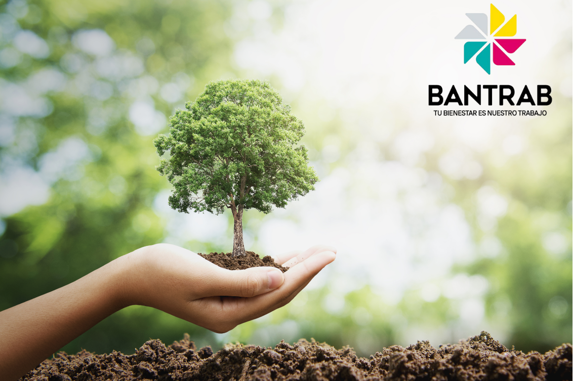 Bantrab: Un Compromiso Verde que Transforma el Futuro - Shop Money